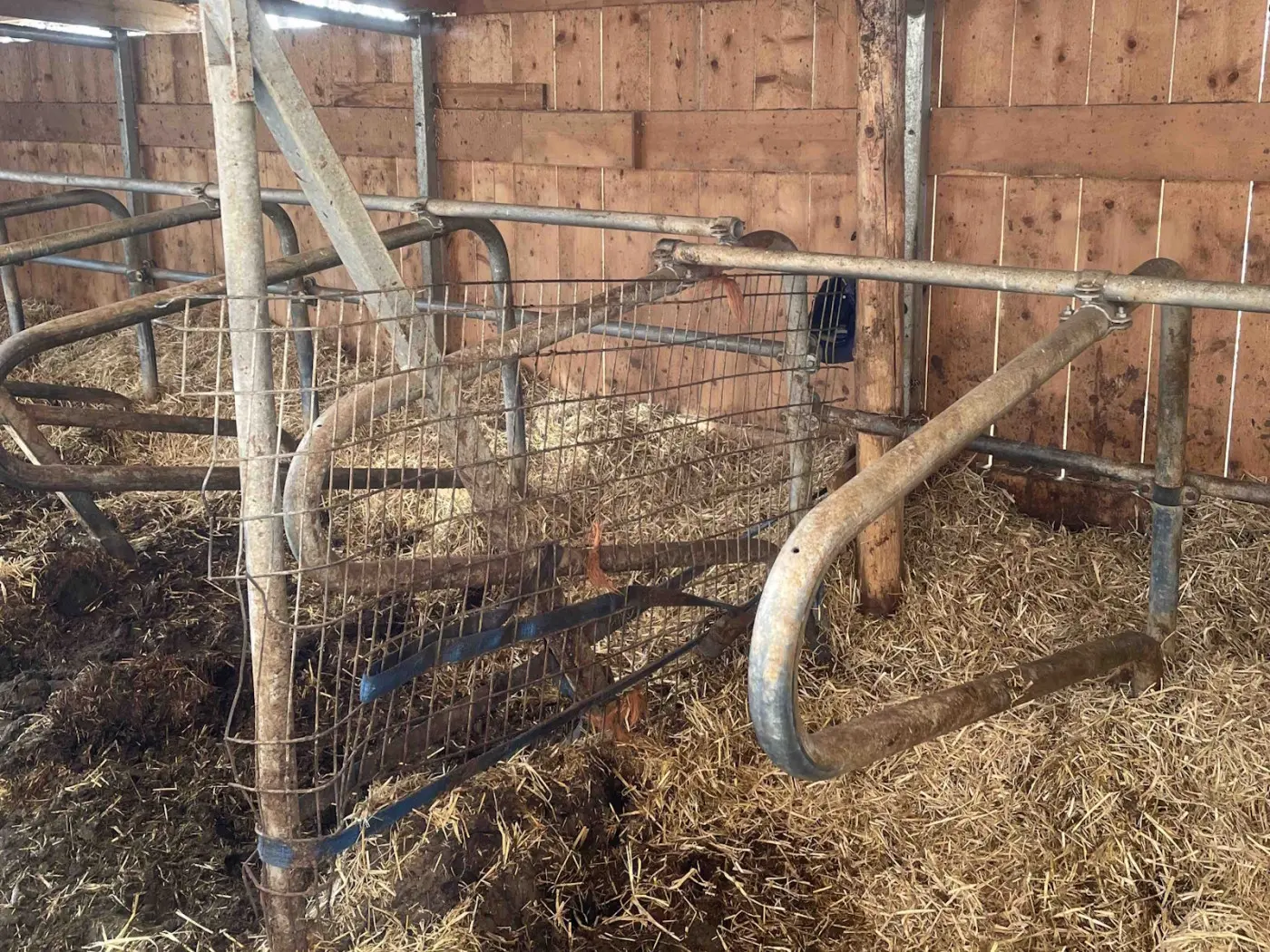 Contadino gravemente ferito da un toro in una stalla - Il Grigione Italiano